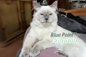 Blue Point Ragdoll: Colors, Names & Care Tips With Pictures