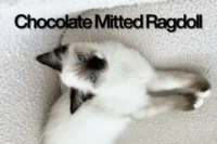 Meet The Chocolate Ragdoll – Rare & Loving Cat With Pictures